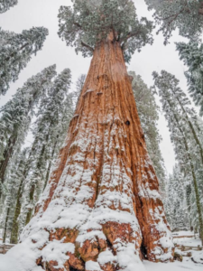 Is Sequoia National Park nice in November?