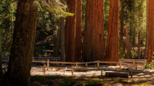 First-Time Visit? Sequoia National Park Travel Guide for You