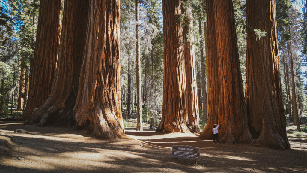 Sequoia and Kings Canyon Entrance Fees and Passes Sequoia and Kings Canyon Entrance Fees and Passes