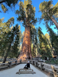 How to Spend One Day in Sequoia National Park | VSNP