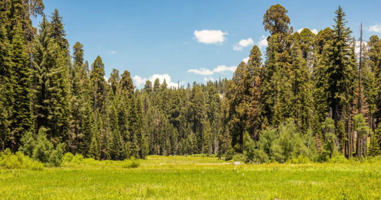 Crescent Meadow Loop: A Complete Guide for First-Time Visitors