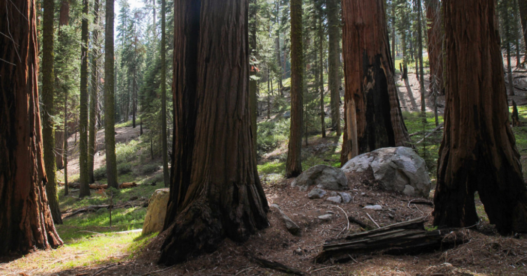9 Best Places to Hike in Sequoia National Park for Every One