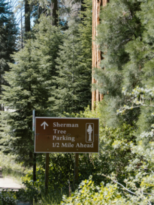 How to Visit the General Sherman Tree: Complete Guide | VSNP