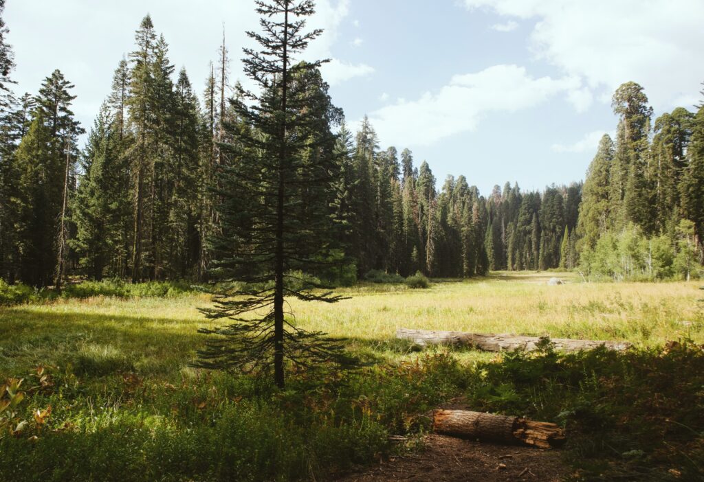 Visit Sequoia National Park | Sequoia Travel Guide