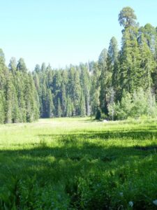 How to Spend One Day in Sequoia National Park | VSNP