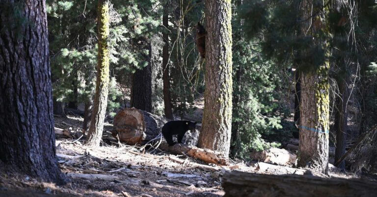 How to Spot Bears in Sequoia (And Stay Safe While You Do)