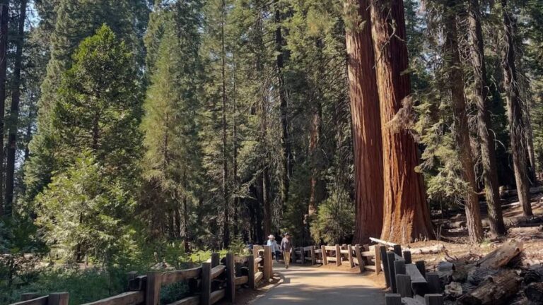Visit Sequoia National Park | Sequoia Travel Guide