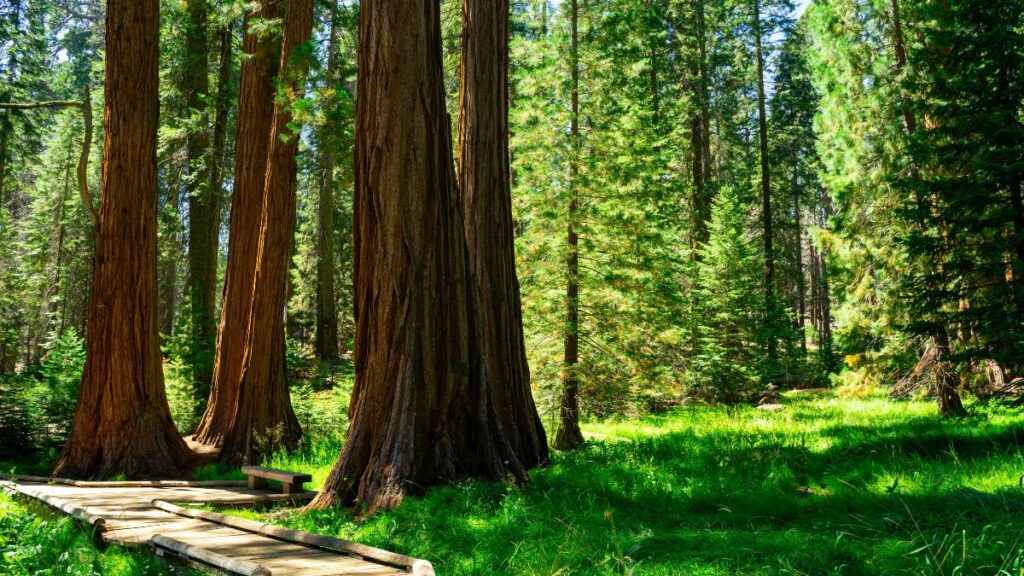 Visit Sequoia National Park | Sequoia Travel Guide